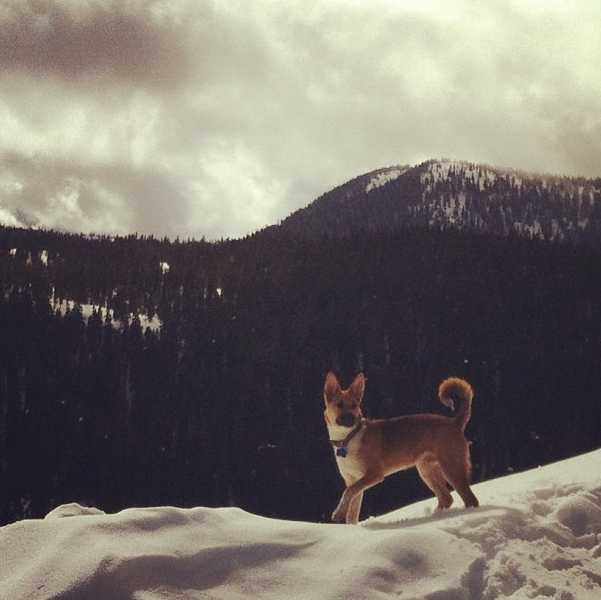 dog on mountain - lifeMstyle
